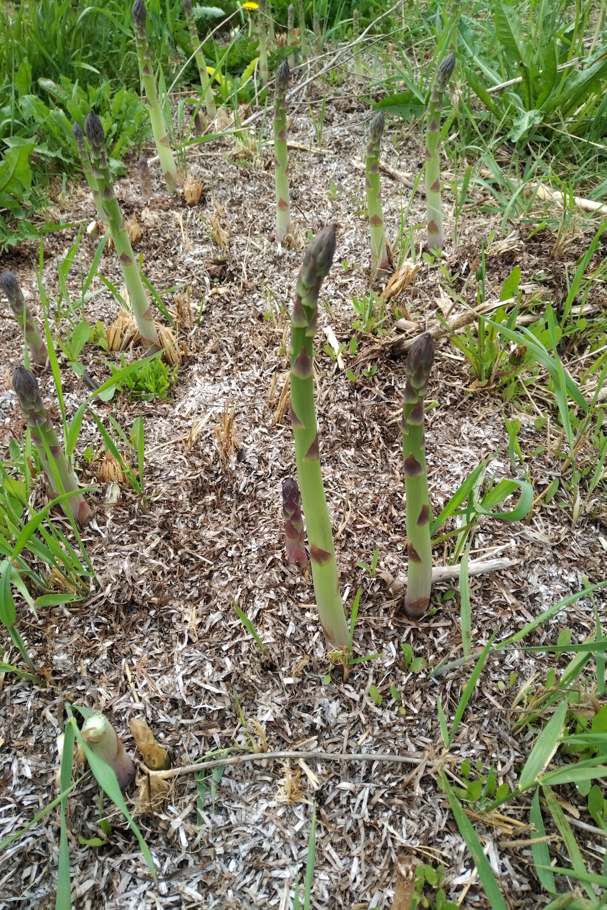 Asparagus | Amherst Shore Country Inn - Official Site